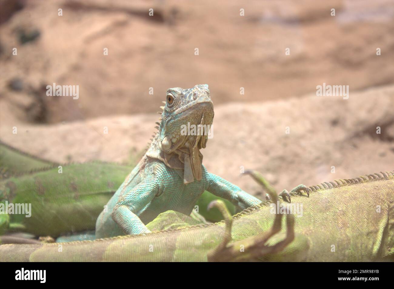 Big lizard hi-res stock photography and images - Alamy
