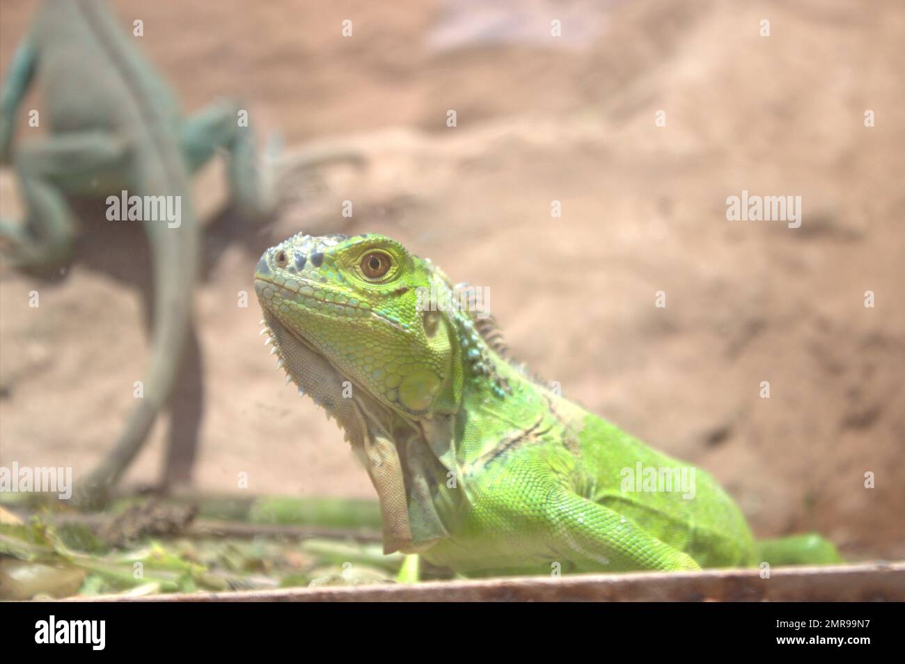 Big lizard hi-res stock photography and images - Alamy