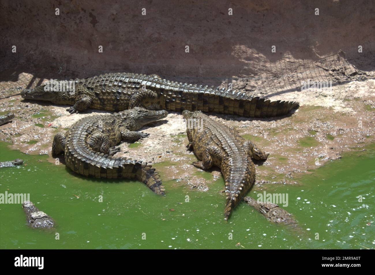 Afcian crocodile hi-res stock photography and images - Alamy