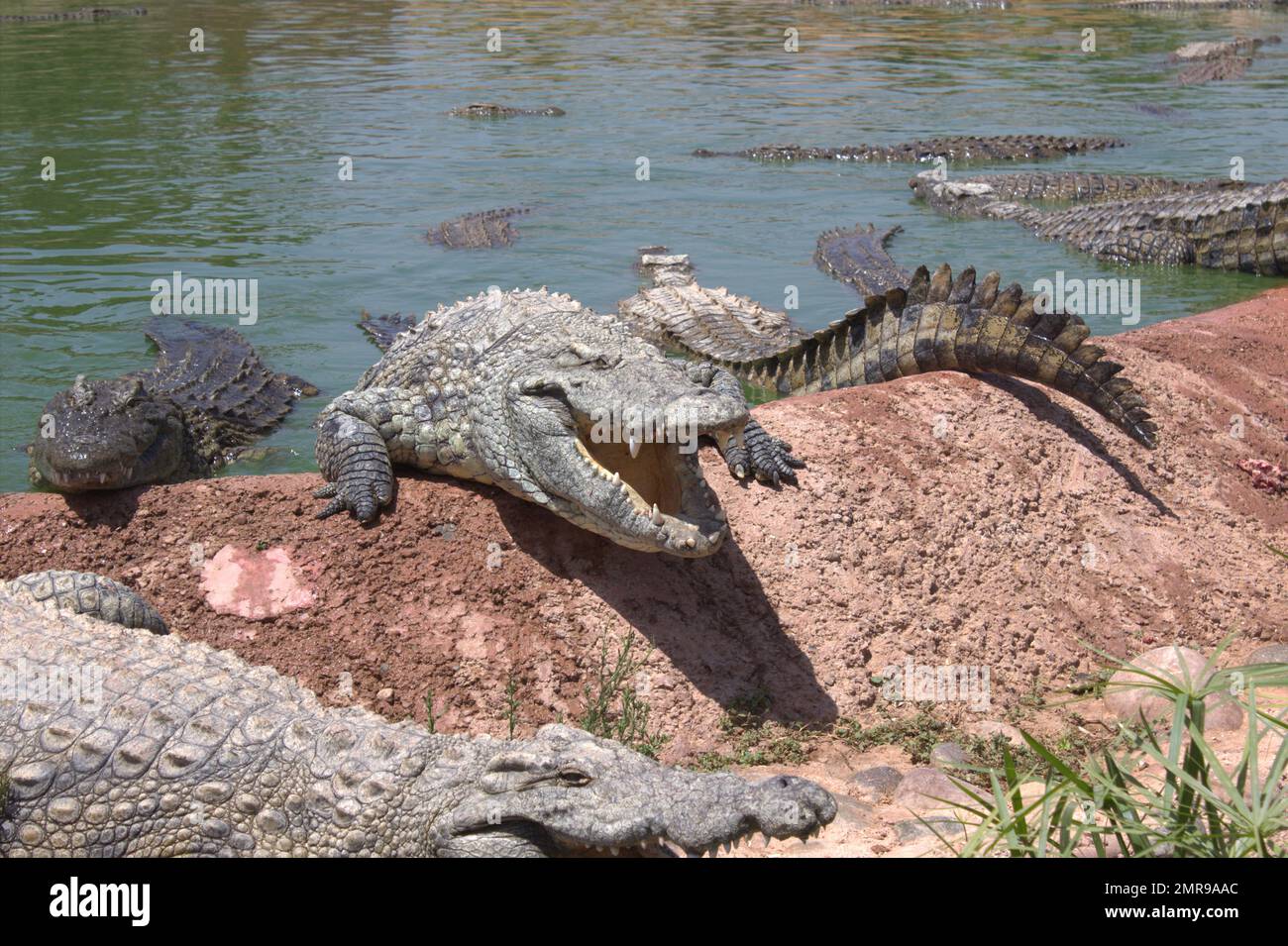 Parc crocodile hi-res stock photography and images - Alamy