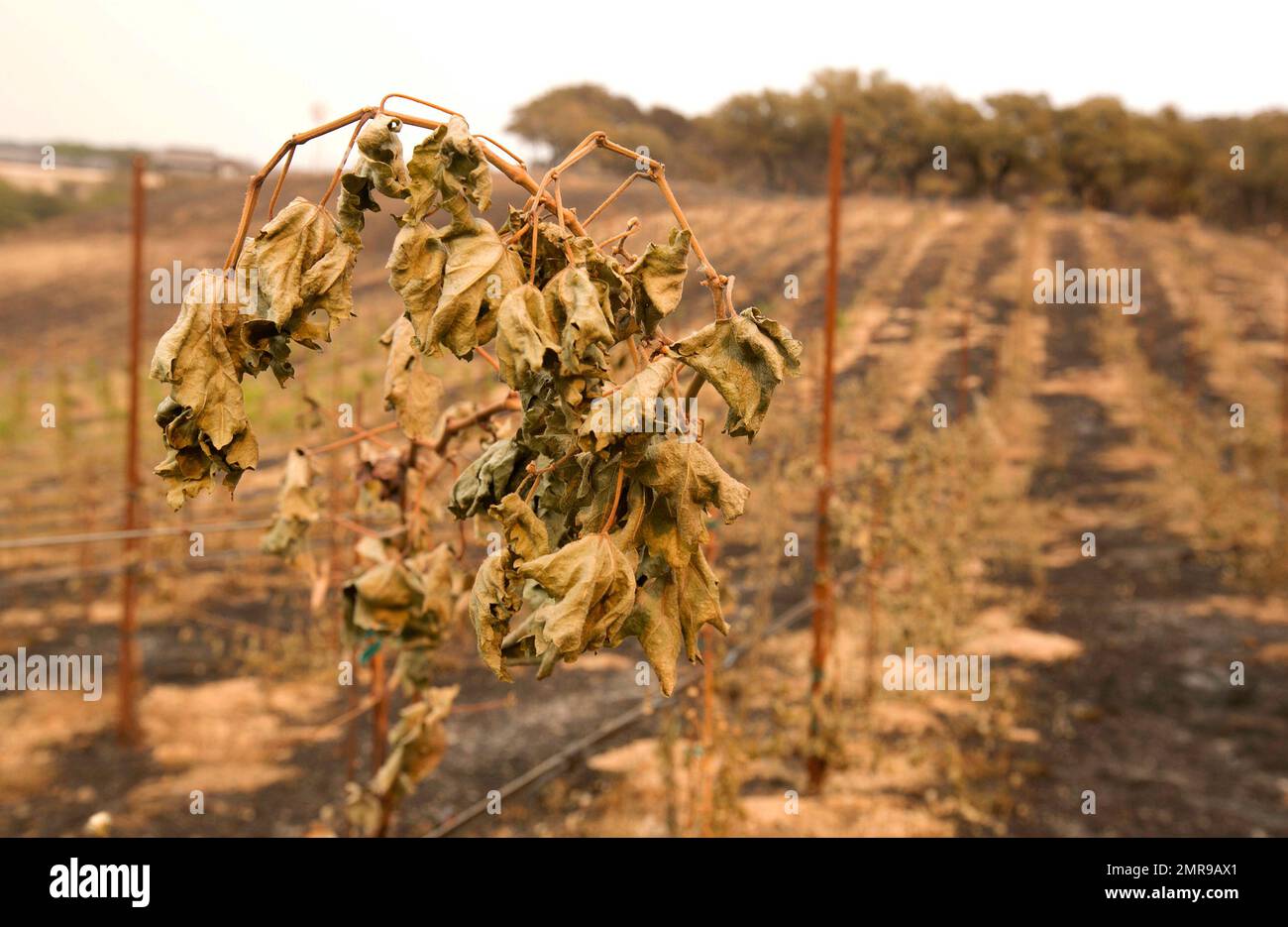CORRECTS TO REMOVE REFERENCE OF WINERY - Leaves hang to a grapevine ...