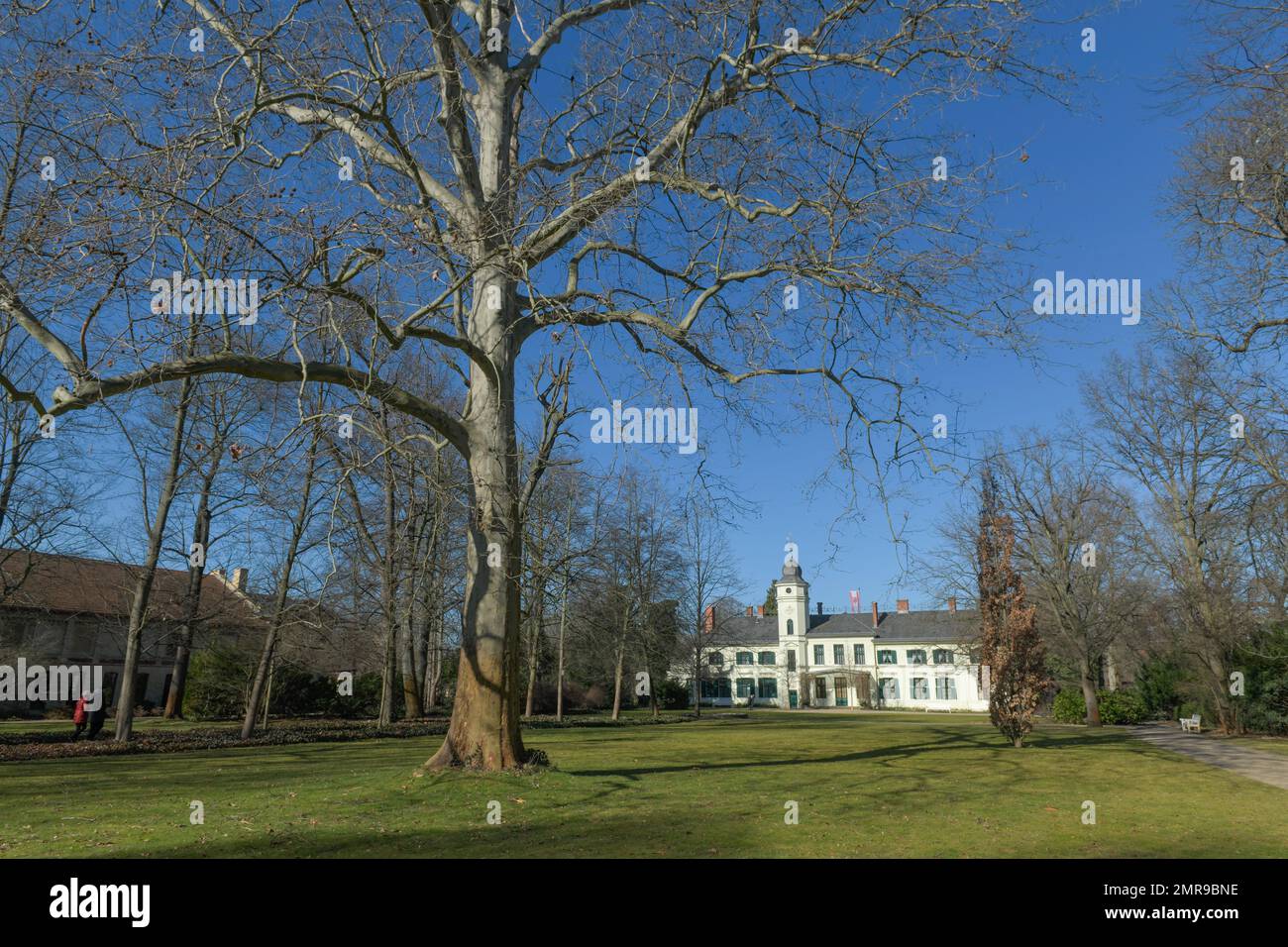 Planetree hi-res stock photography and images - Alamy