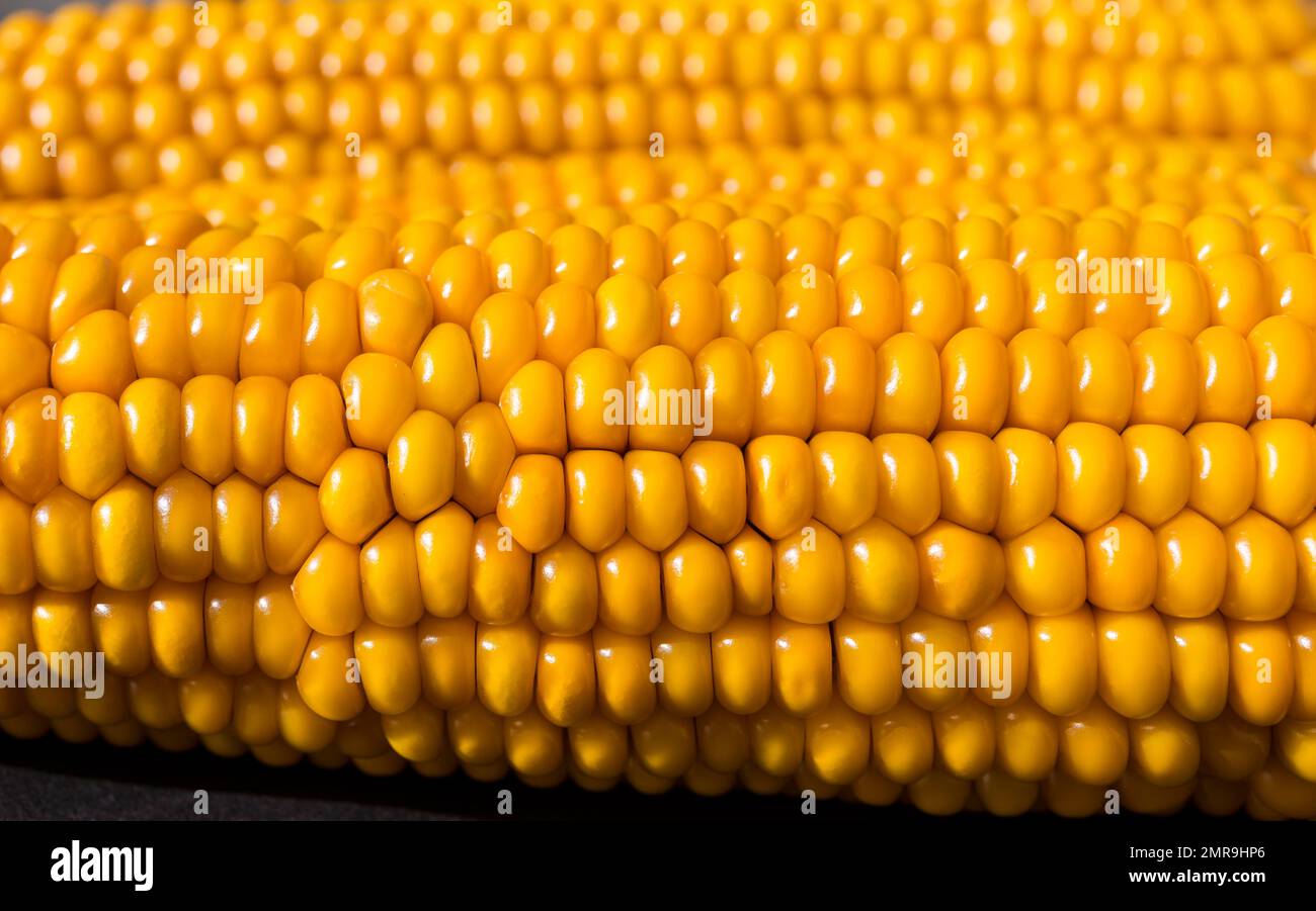 Corn (Zea mays) on the corn cob, studio shot, monochrome background ...