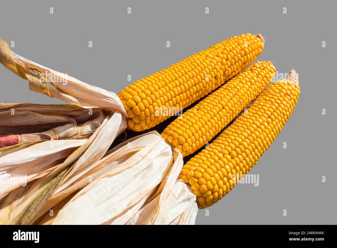 Corn (Zea mays) corn cob, studio shot, monochrome background, 3 dried ...