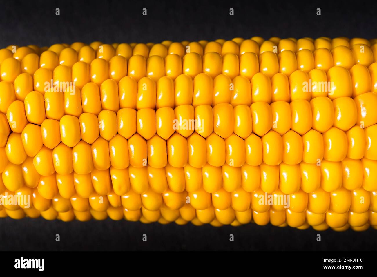 Corn (Zea mays) on the corn cob, studio shot, monochrome background ...