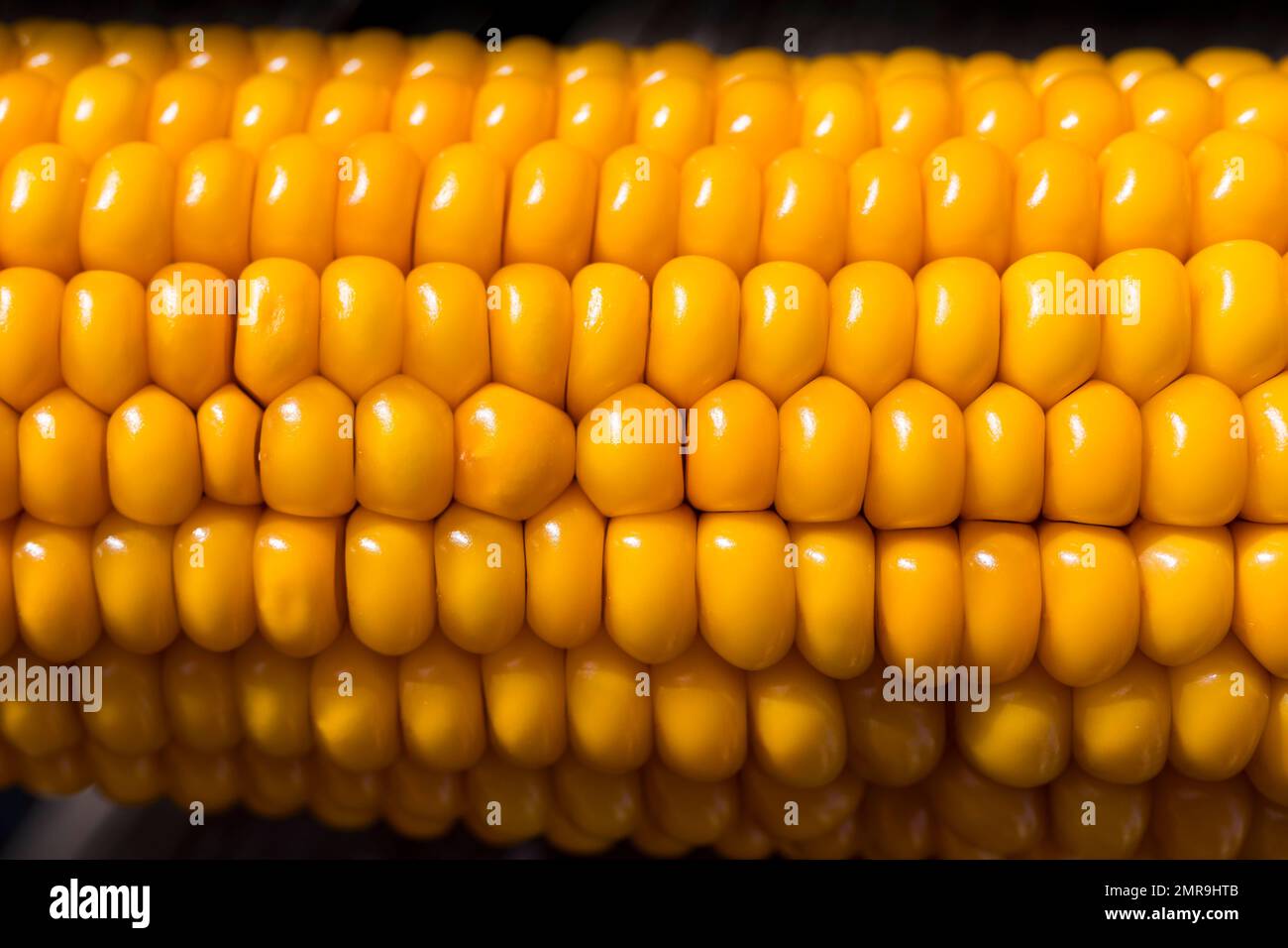 Corn (Zea mays) on the corn cob, studio shot, monochrome background ...