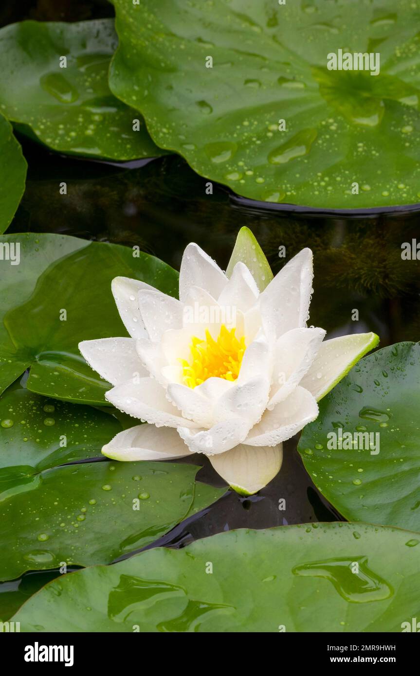 Flowering european white water lily (Nymphaea alba), Water Drops Stock ...