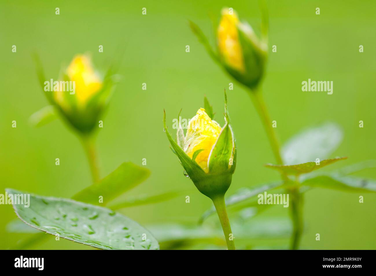 Yellow roses, buds, Germany, Europe Stock Photo - Alamy