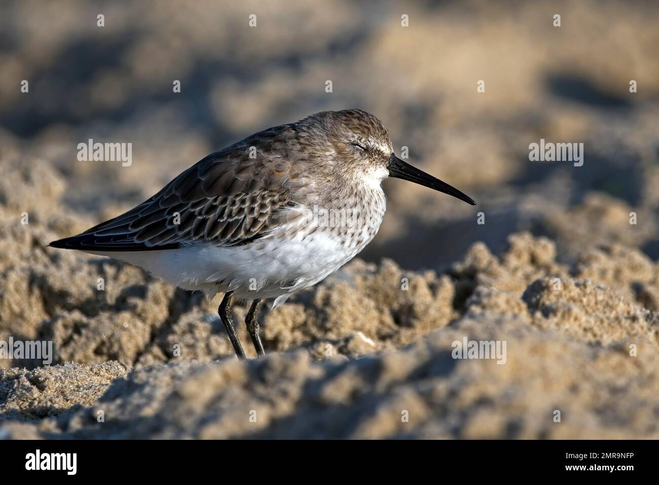 Red knot (Calidris canutus), winter plumage, sleeping, island of Texel ...