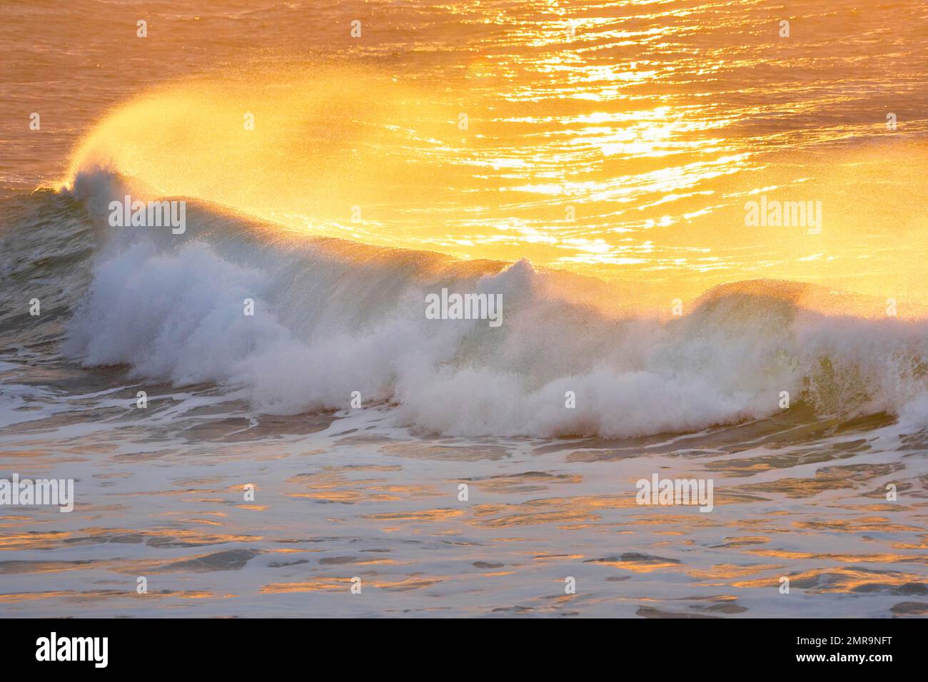 Large wave backlit, breaking in golden evening light on open sea on ...