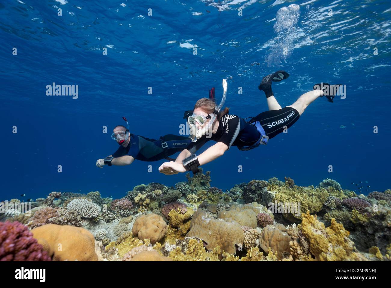 Apnoea diver, freediver, snorkeler, man, woman couple, diving over ...