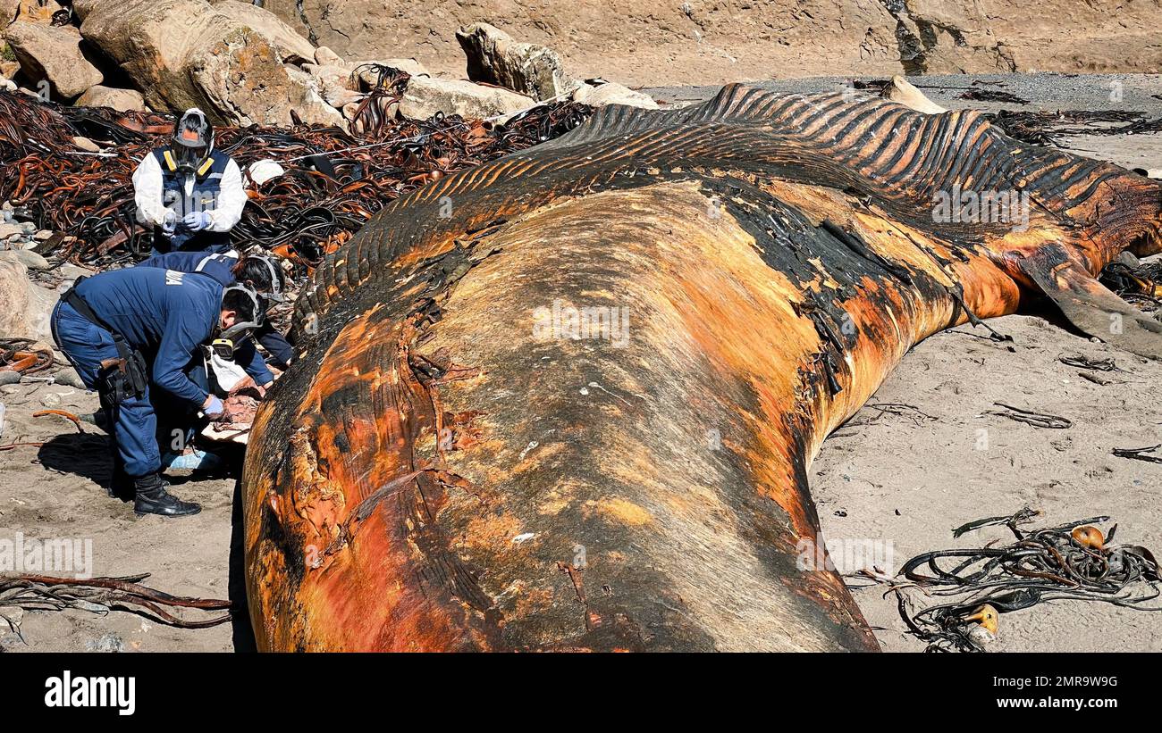 A high-angle of blue whale on the beach with people around Stock Photo ...