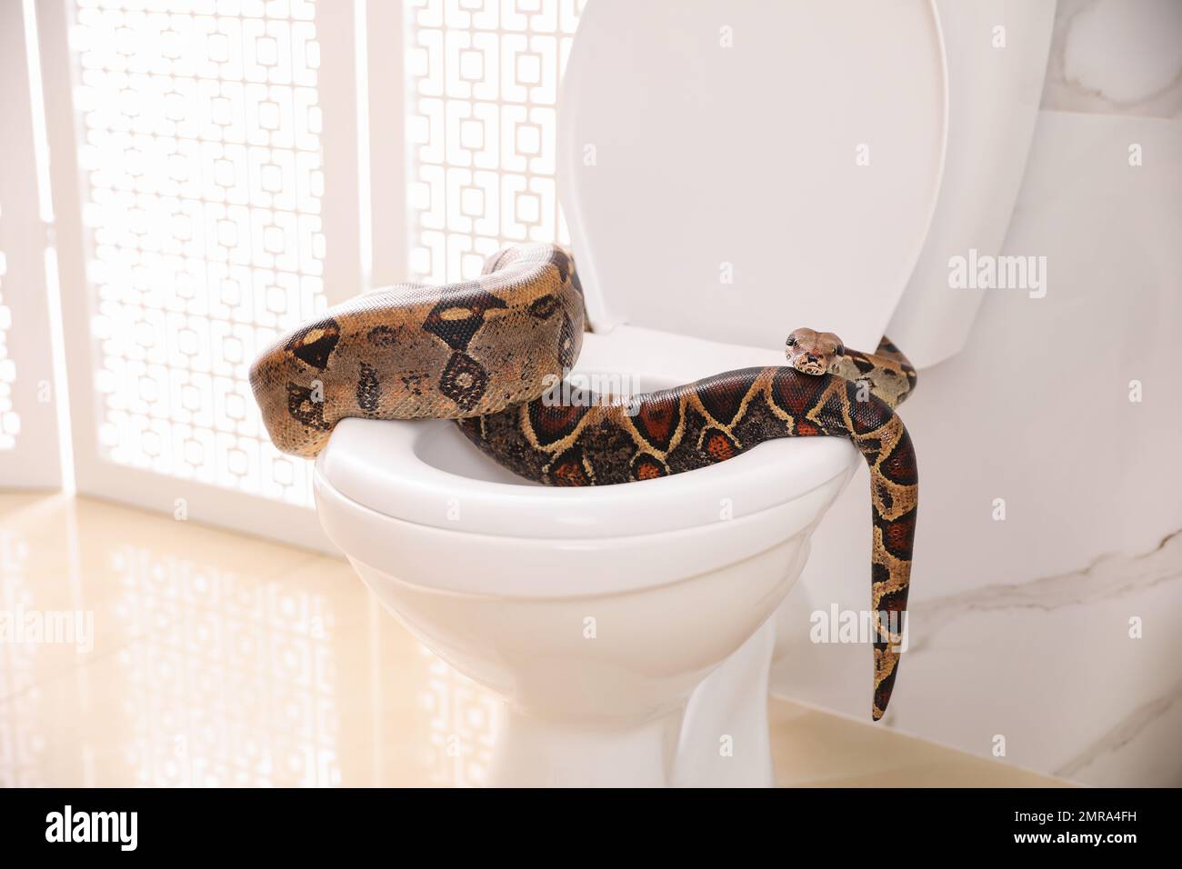 Brown boa constrictor on toilet bowl in bathroom Stock Photo - Alamy