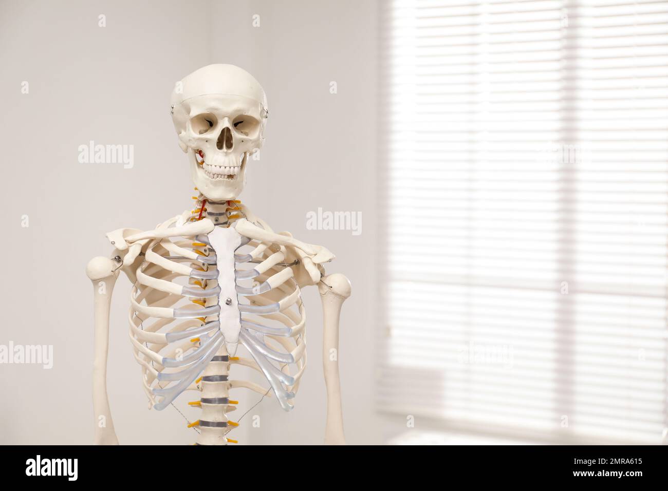 Artificial human skeleton model near window indoors. Space for text ...