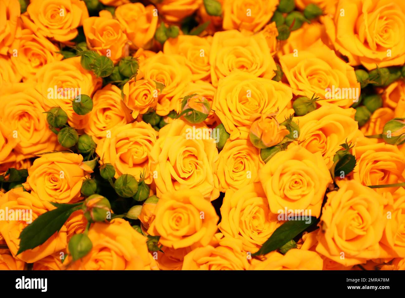 Beautiful yellow roses as background. Floral decor Stock Photo - Alamy