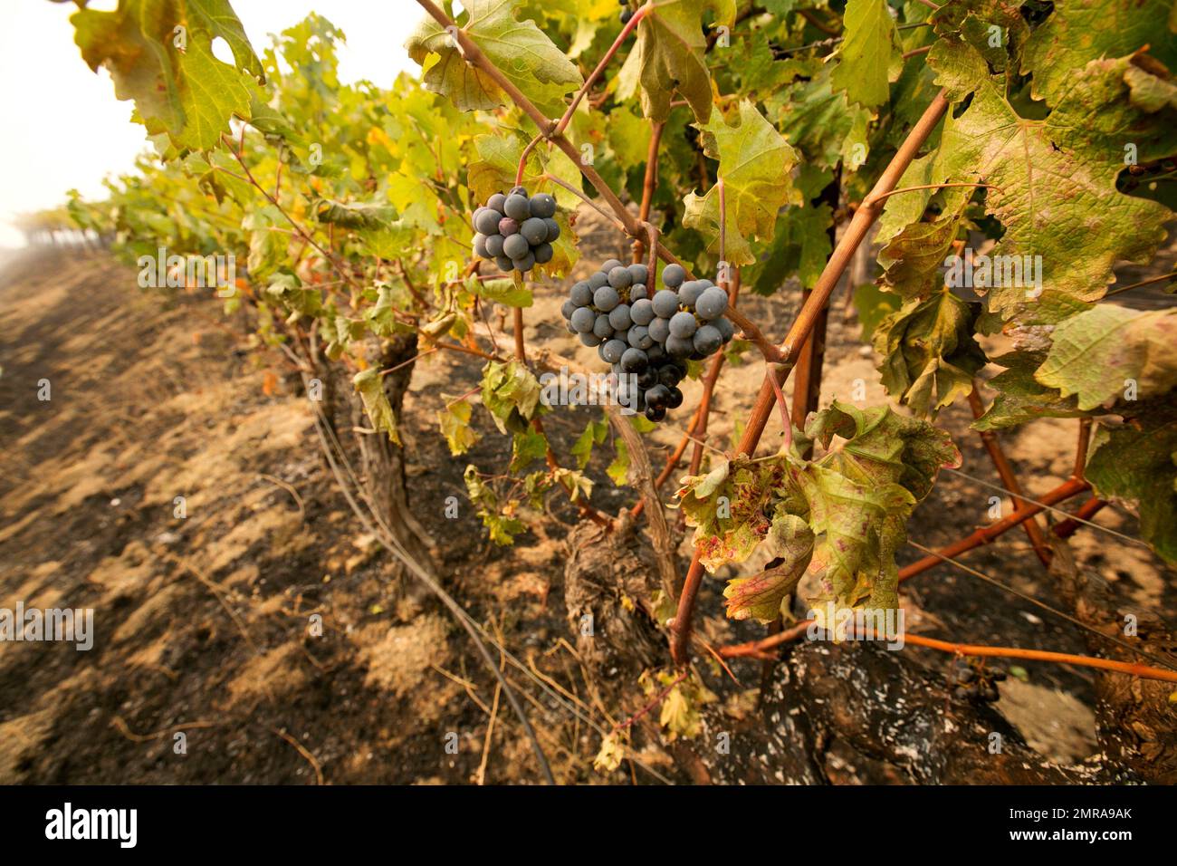 Grapes hang from vines where the flames of a wildfire swept through ...