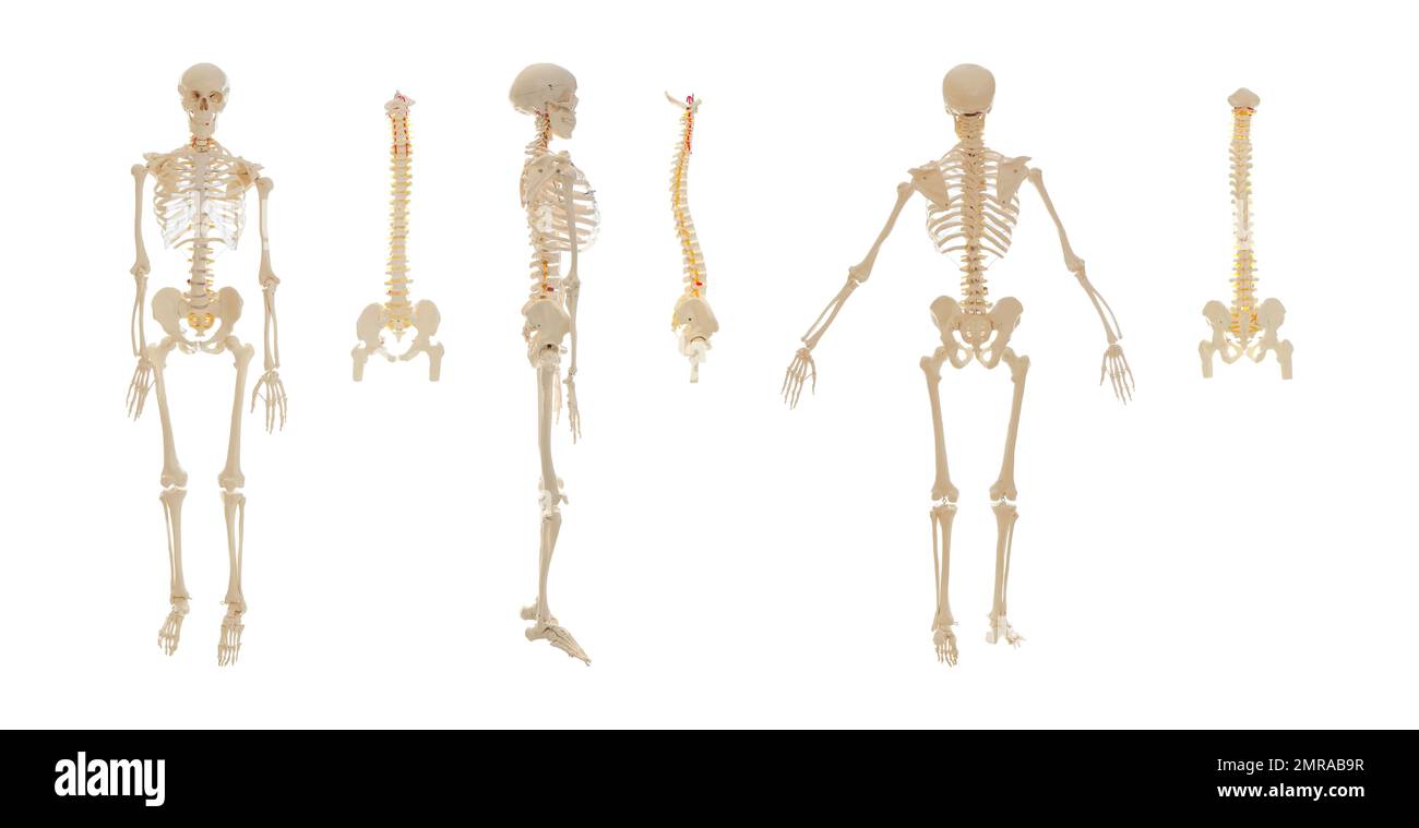 Collage of artificial human skeleton and spine models on white ...