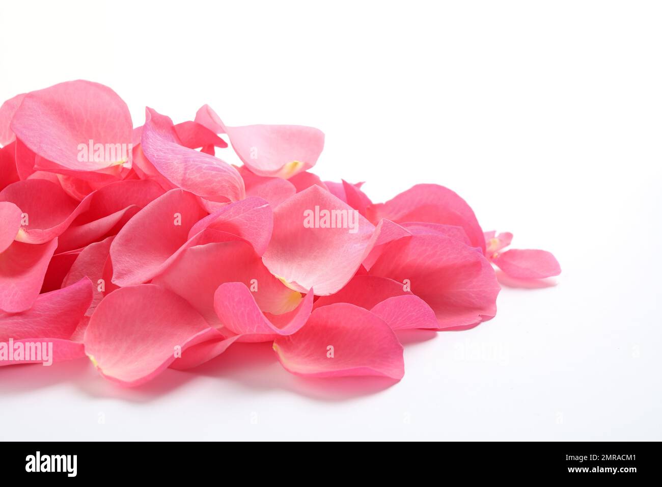 Pile of fresh pink rose petals on white background Stock Photo - Alamy