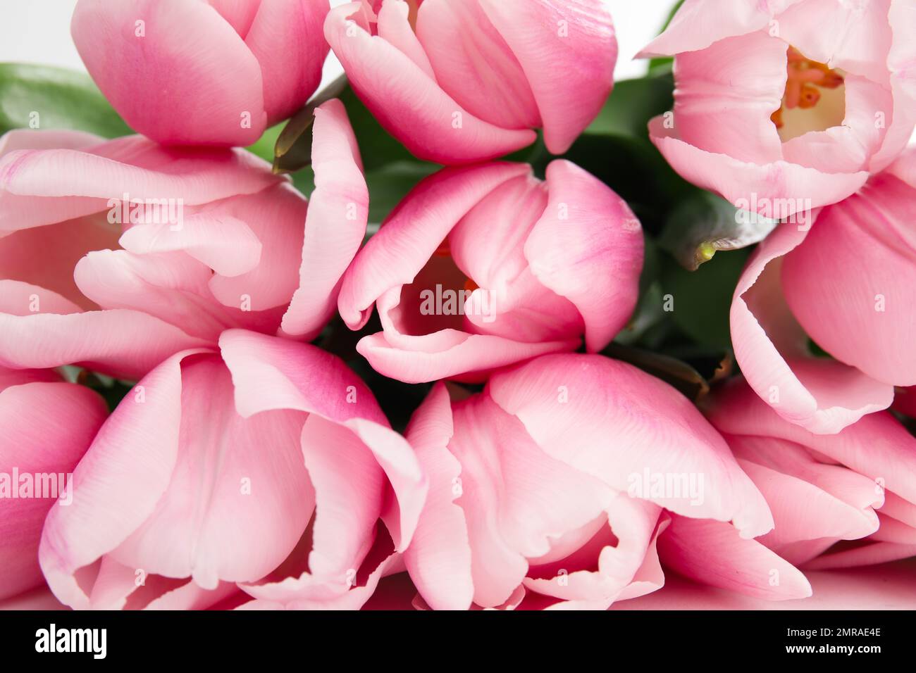 Beautiful pink spring tulips hi-res stock photography and images - Alamy