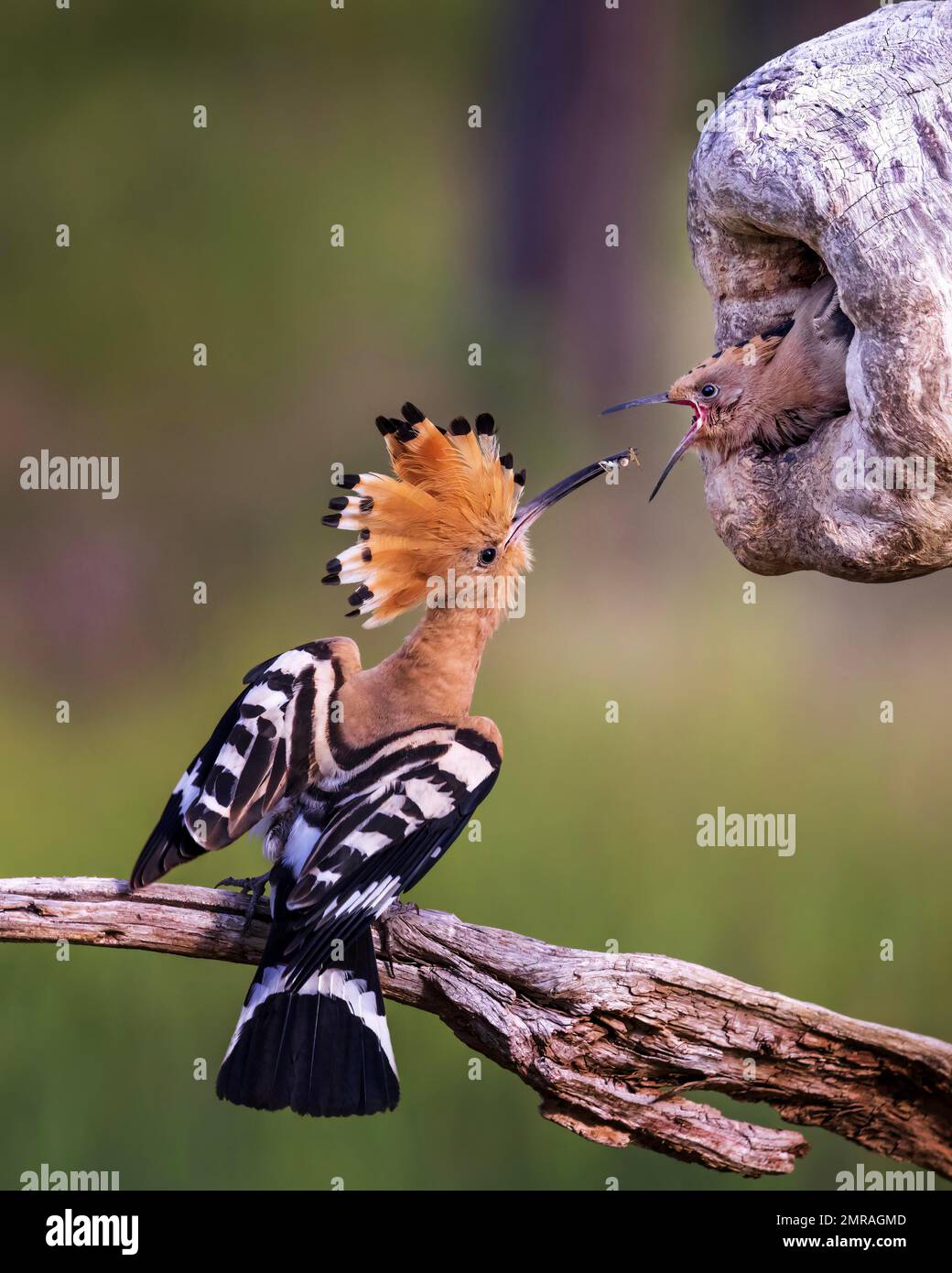 Hoopoe (Upupa epops) male with food for the young birds, breeding cavity, raising young, brood ...