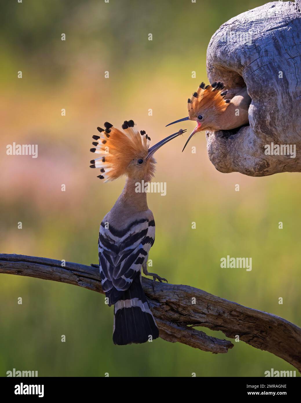 Hoopoe (Upupa epops) male with food for the young bird, breeding cavity ...