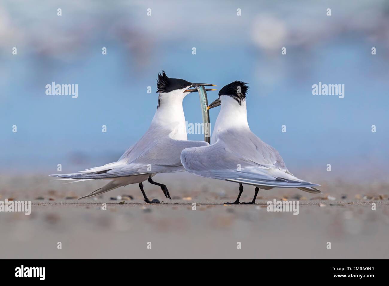 Mating gift hi-res stock photography and images - Alamy