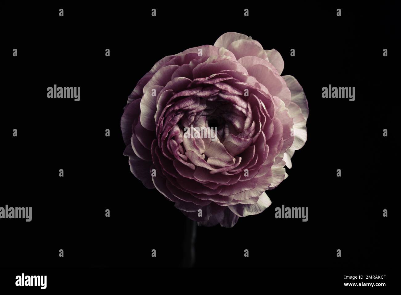 Beautiful fresh ranunculus on black background. Floral card design with ...