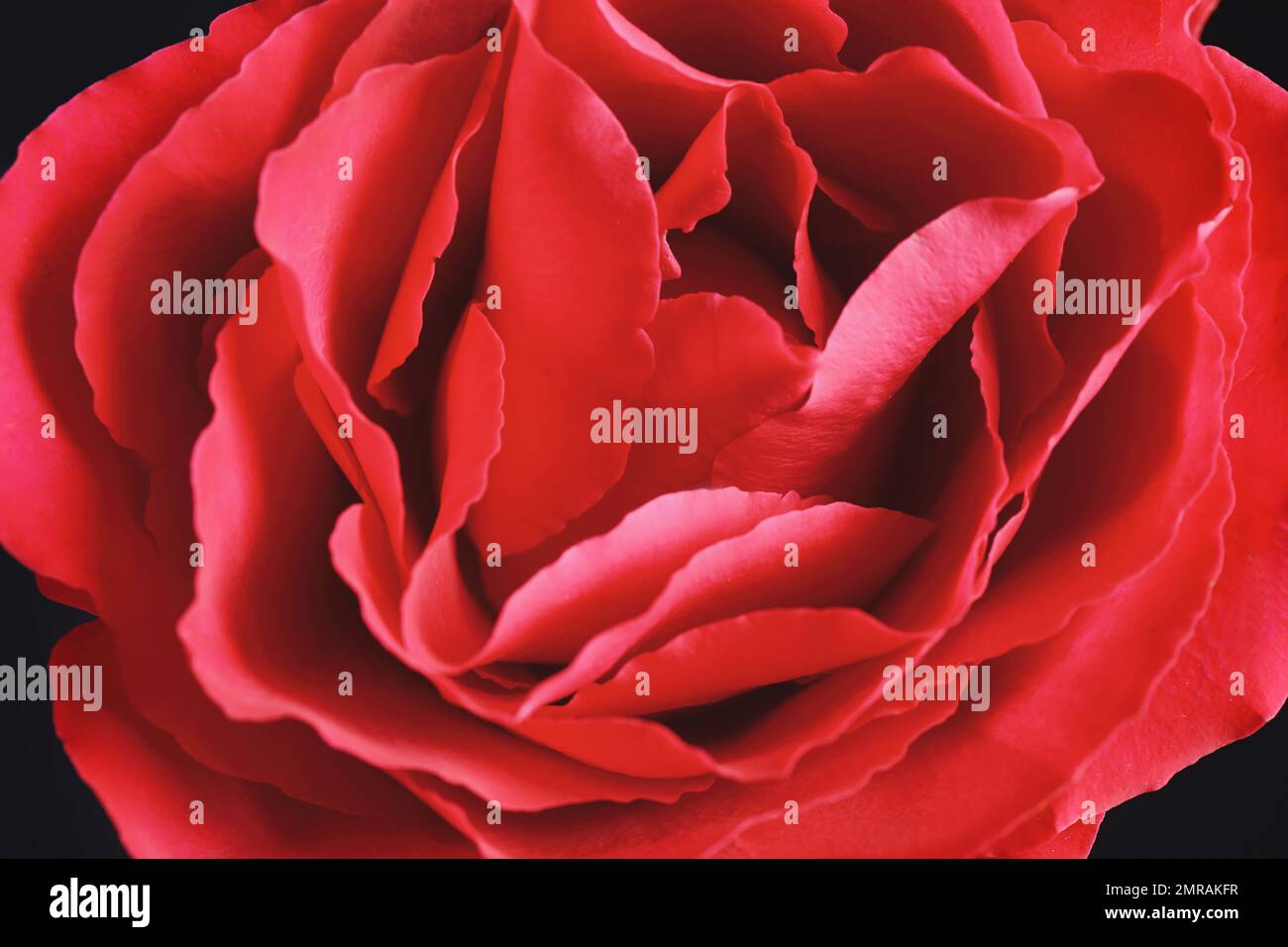 Beautiful red rose on dark background, closeup. Floral decor Stock ...