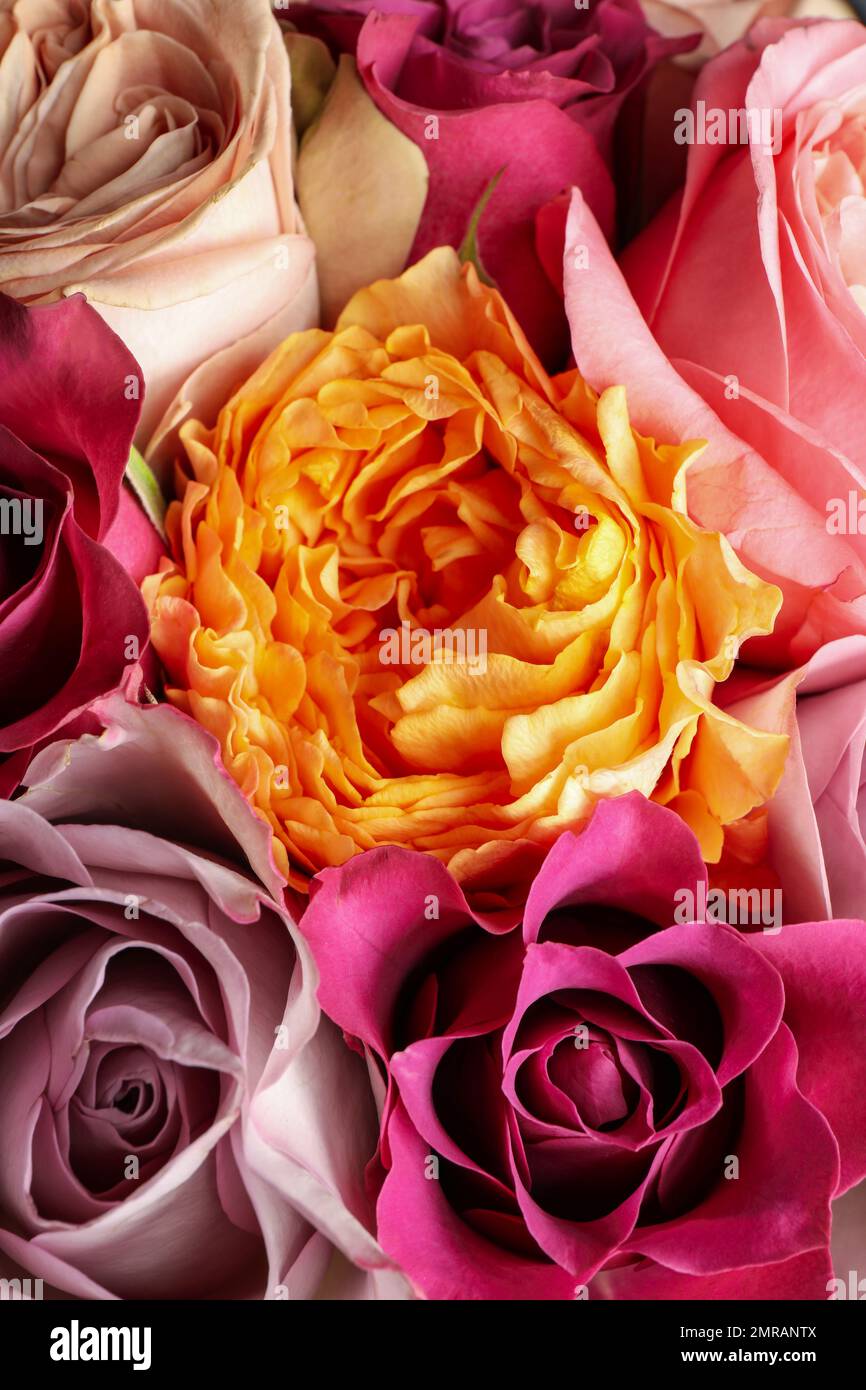 Beautiful fresh roses as background, closeup view. Floral decor Stock ...