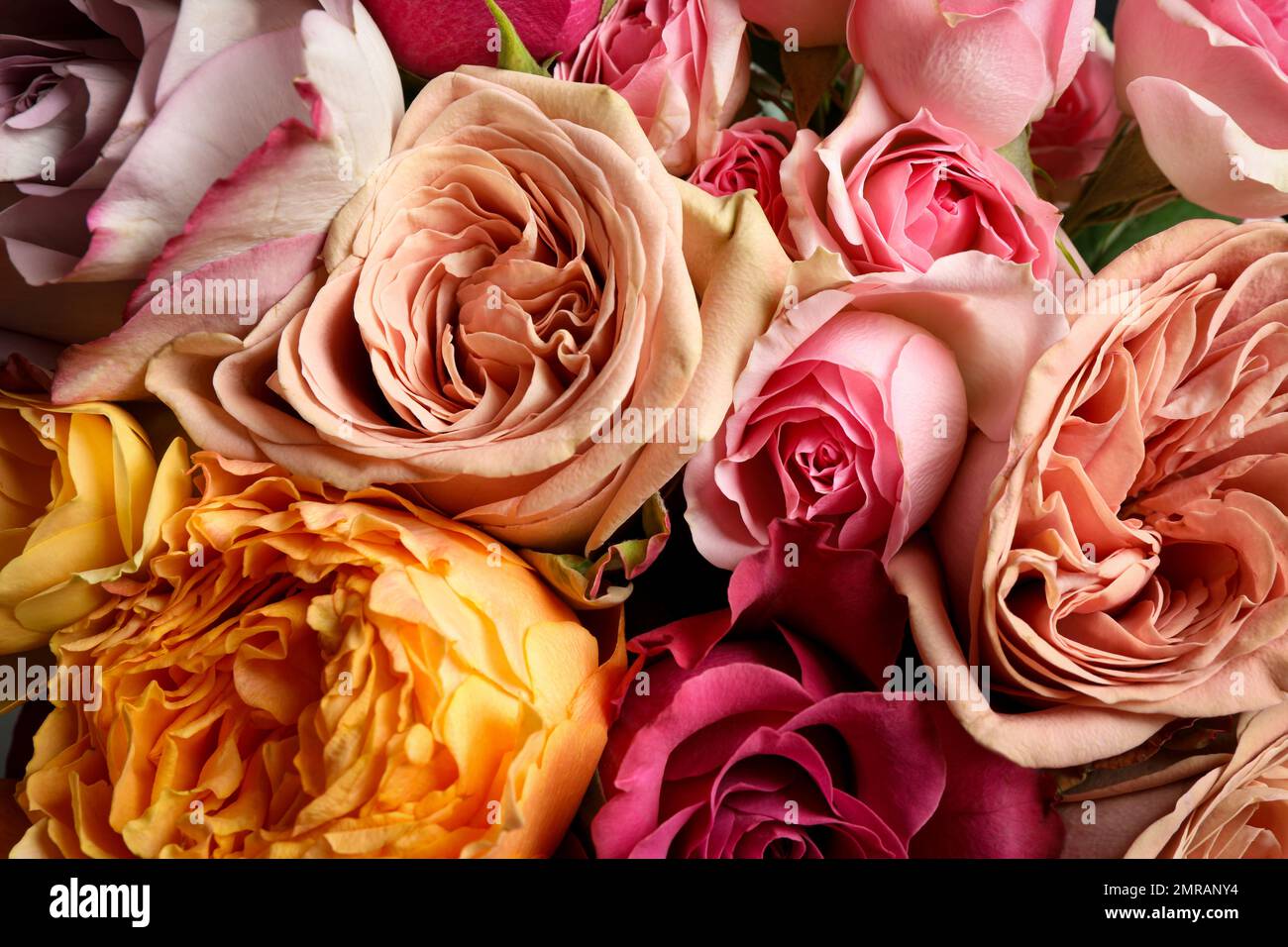 Beautiful fresh roses as background, closeup view. Floral decor Stock ...