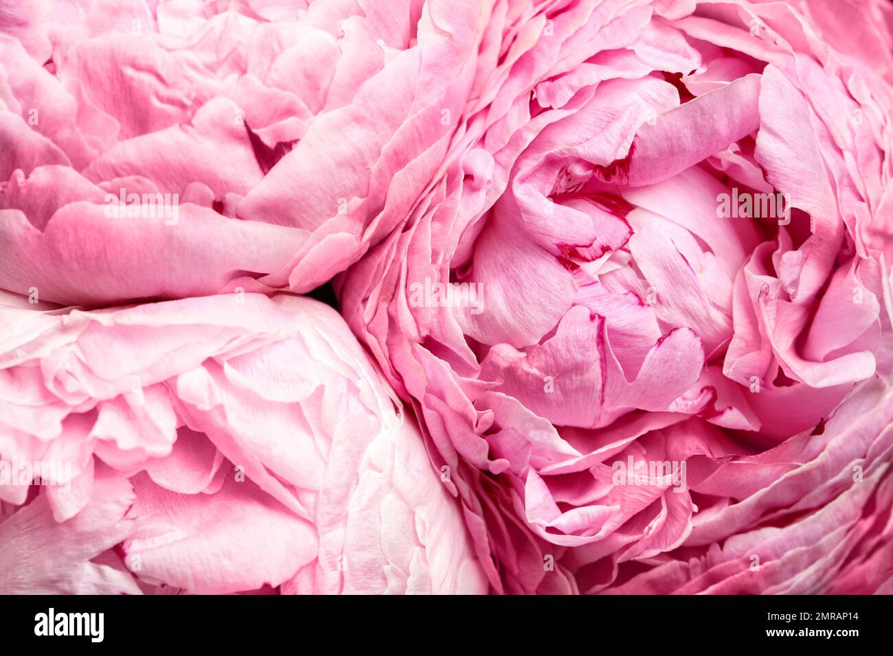 Beautiful fresh peonies as background, closeup view. Floral decor Stock ...