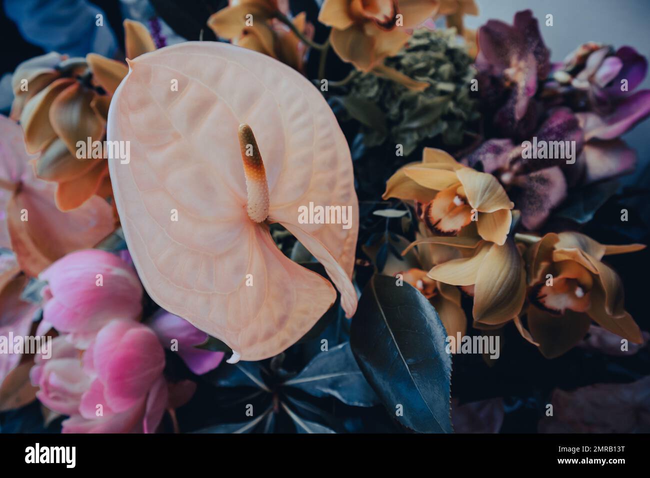 Beautiful colorful tropical flowers on dark blue background. Pink ...