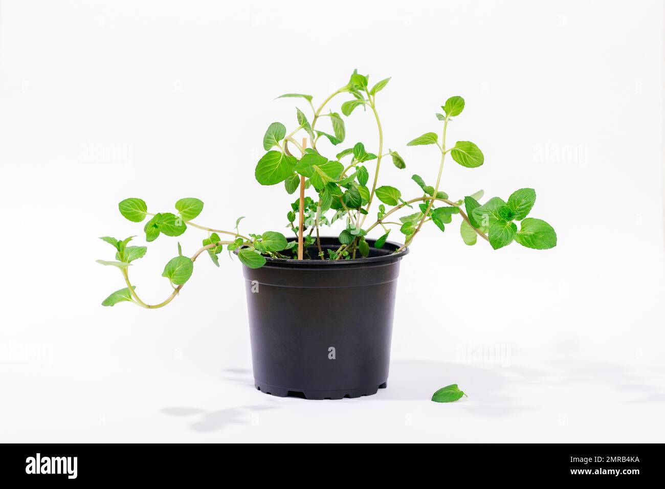 Fresh peppermint herb in a pot. Potted plant Mentha piperita on a white ...