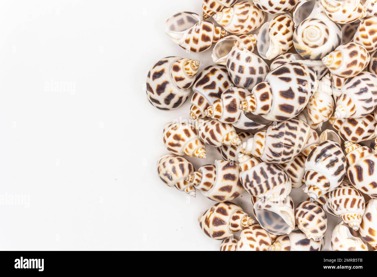 set of clam mollusc shells isolated on white background. High quality ...