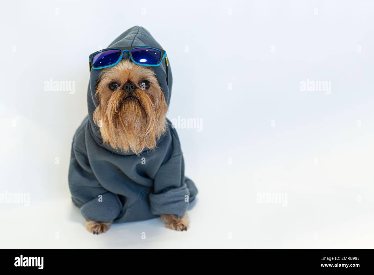 Fancy red dog with a beard of the Brussels Griffon breed in a gray ...