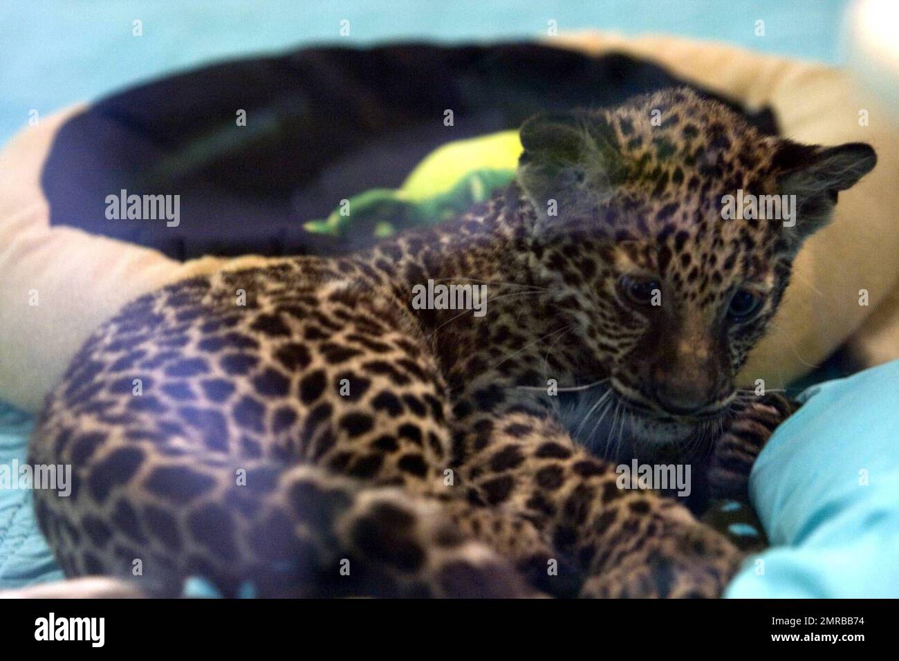 Siegfried and Roy welcome Java! Java the leopard cub is the newest ...