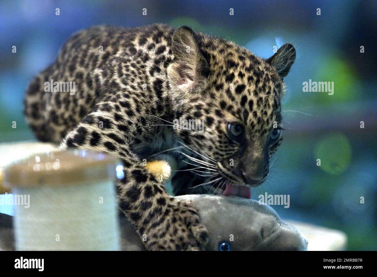 Siegfried and Roy welcome Java! Java the leopard cub is the newest ...