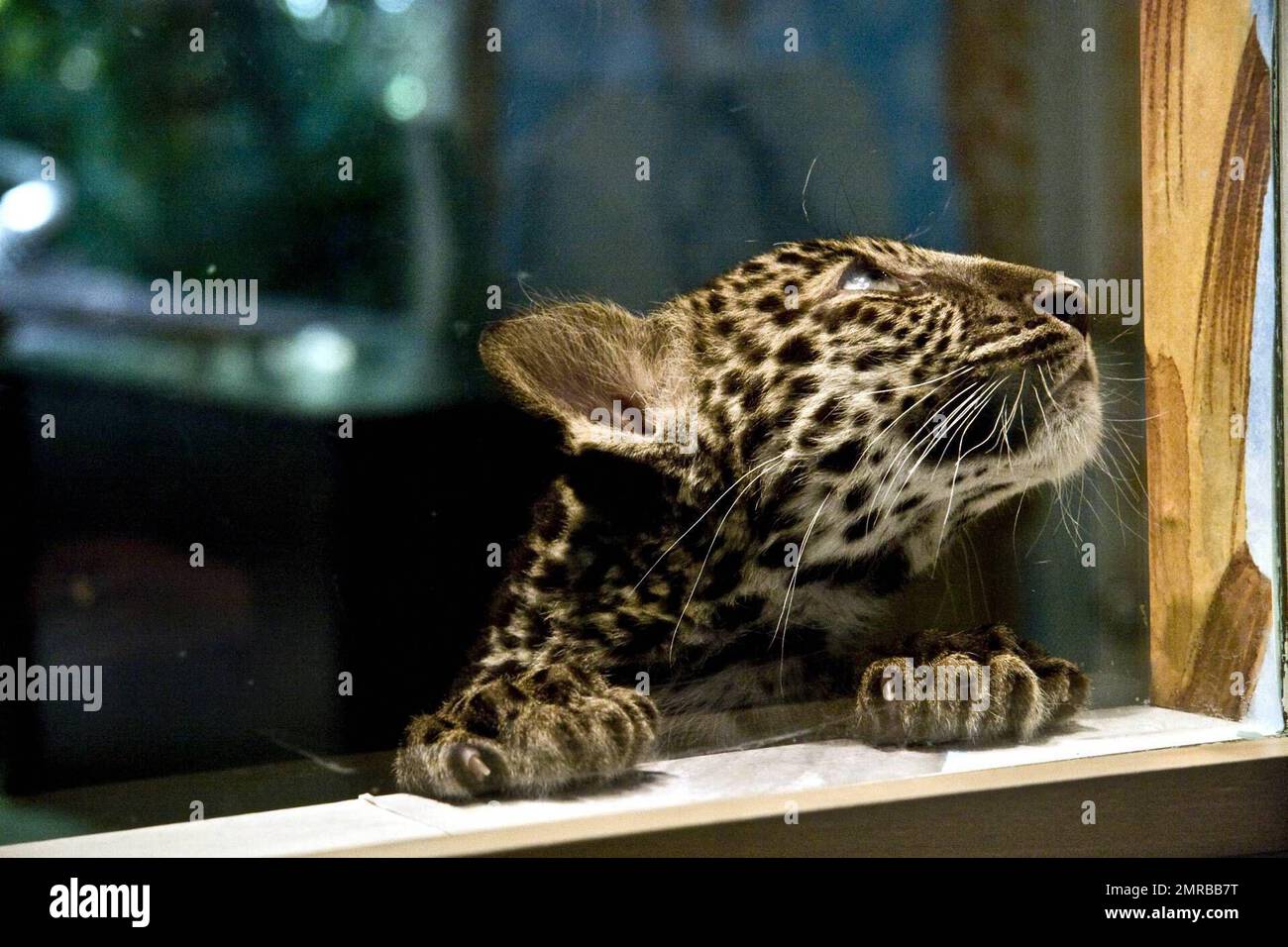 Siegfried and Roy welcome Java! Java the leopard cub is the newest ...