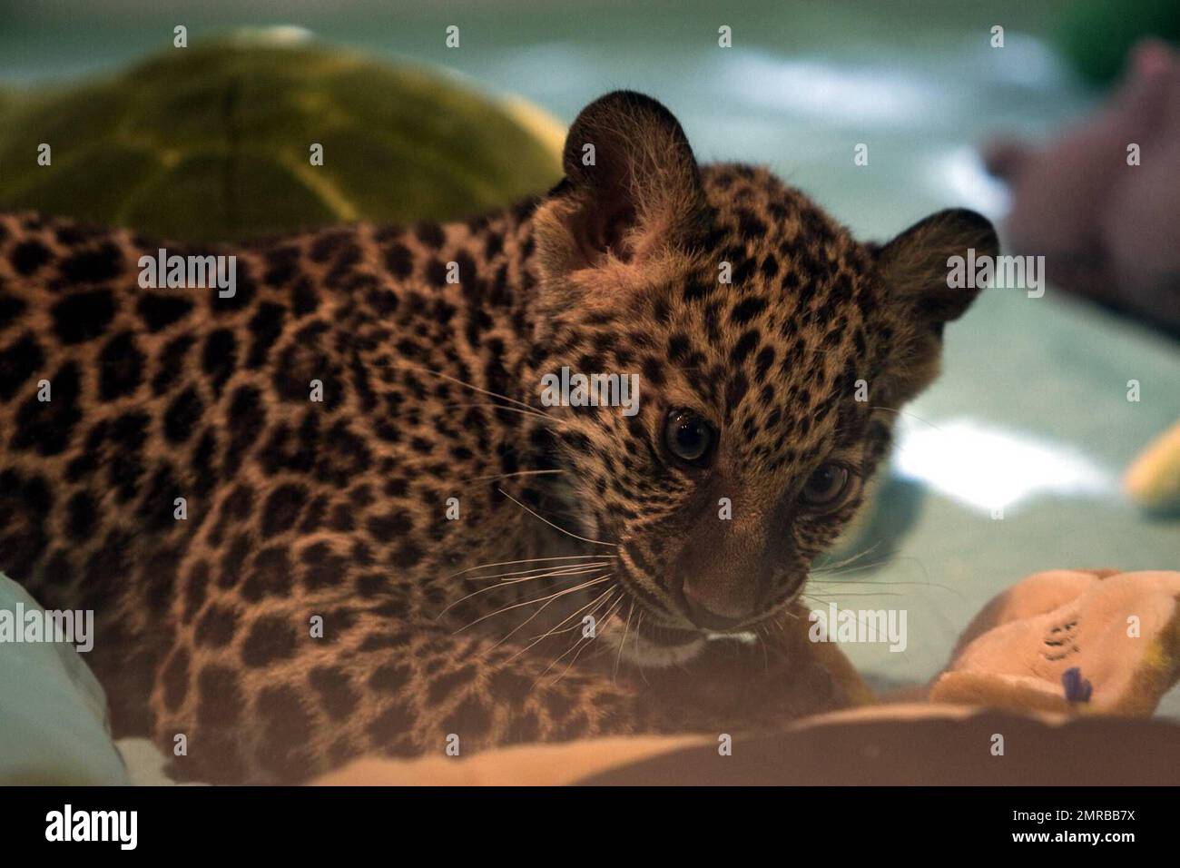 Siegfried and Roy welcome Java! Java the leopard cub is the newest ...