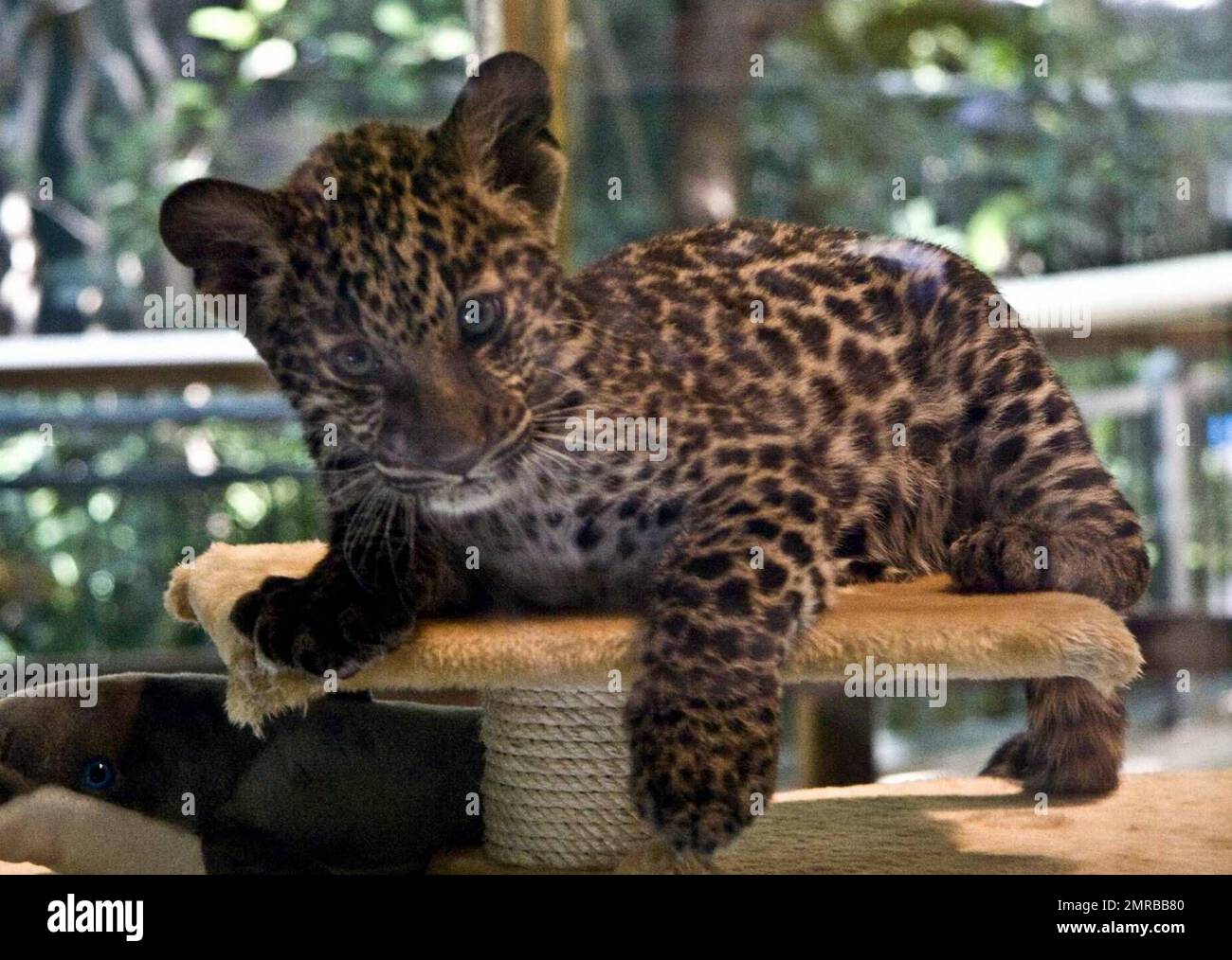 Siegfried and Roy welcome Java! Java the leopard cub is the newest ...