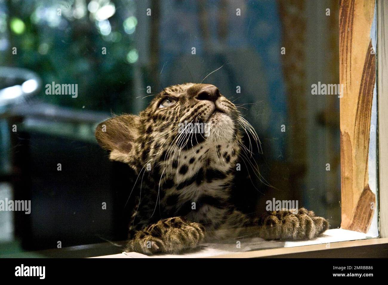 Siegfried and Roy welcome Java! Java the leopard cub is the newest ...