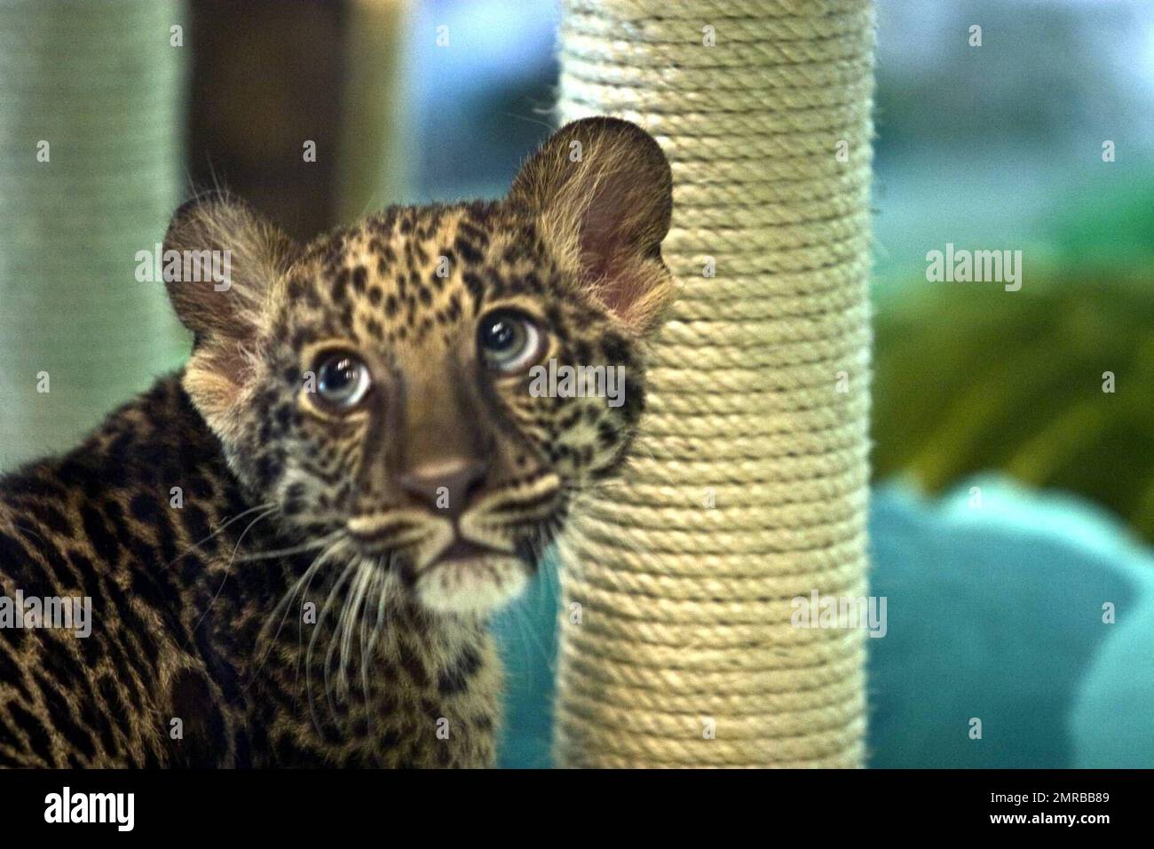 Siegfried and Roy welcome Java! Java the leopard cub is the newest ...