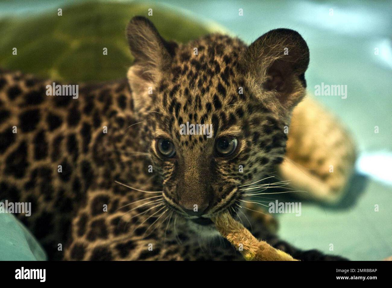 Siegfried and Roy welcome Java! Java the leopard cub is the newest ...