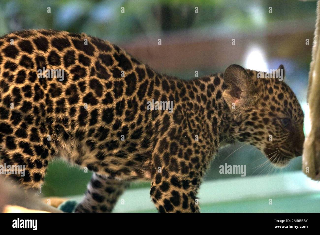 Siegfried and Roy welcome Java! Java the leopard cub is the newest ...