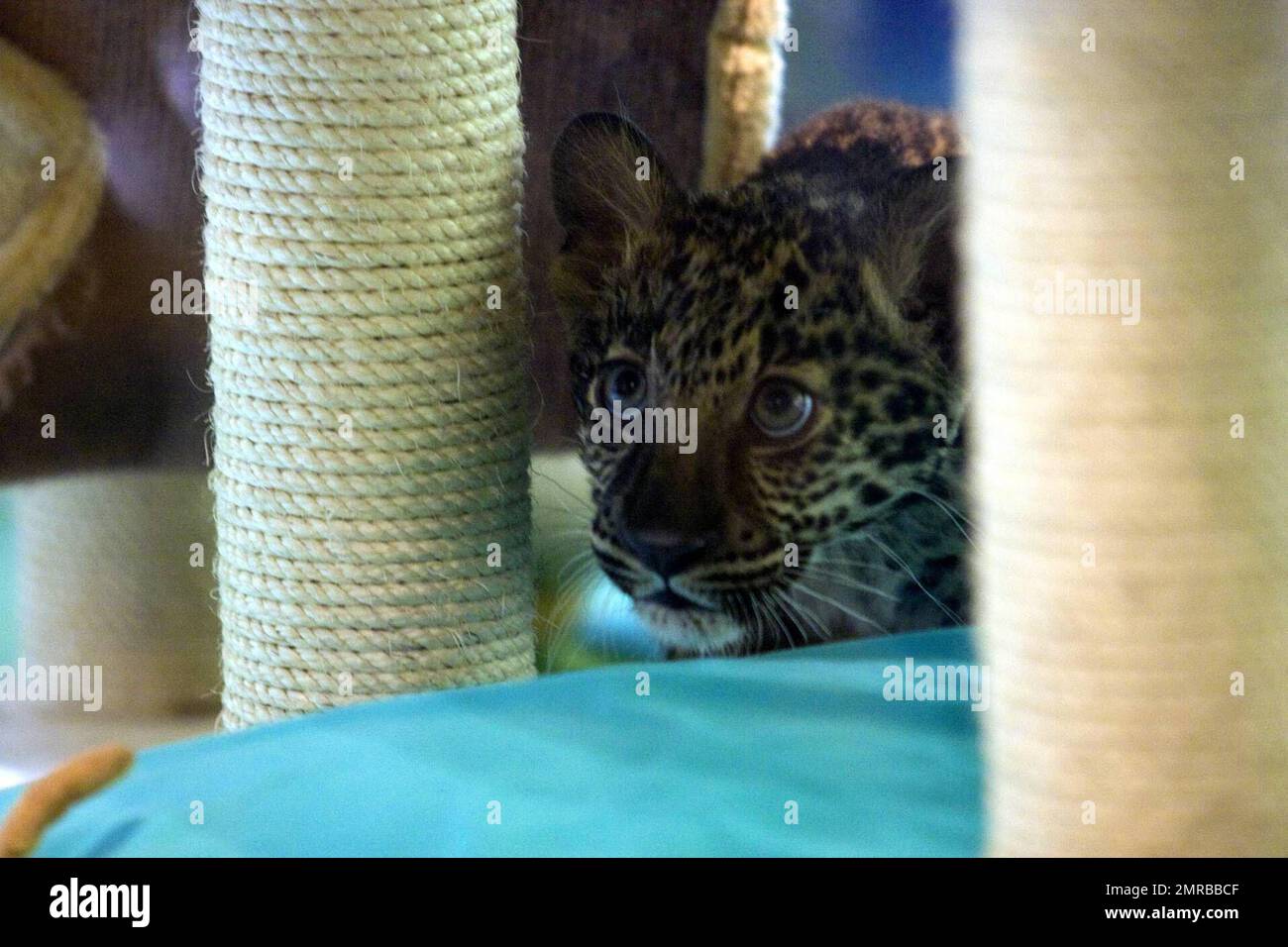 Siegfried and Roy welcome Java! Java the leopard cub is the newest ...