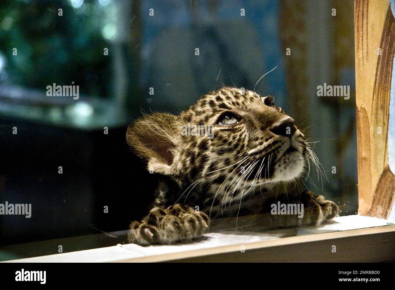Siegfried and Roy welcome Java! Java the leopard cub is the newest ...