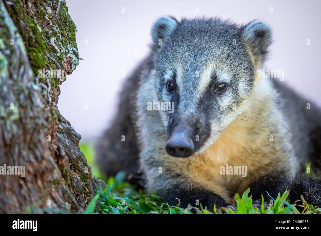 Exotic and cute Coati Raccoon in Iguazu Park, Argentina, border with ...