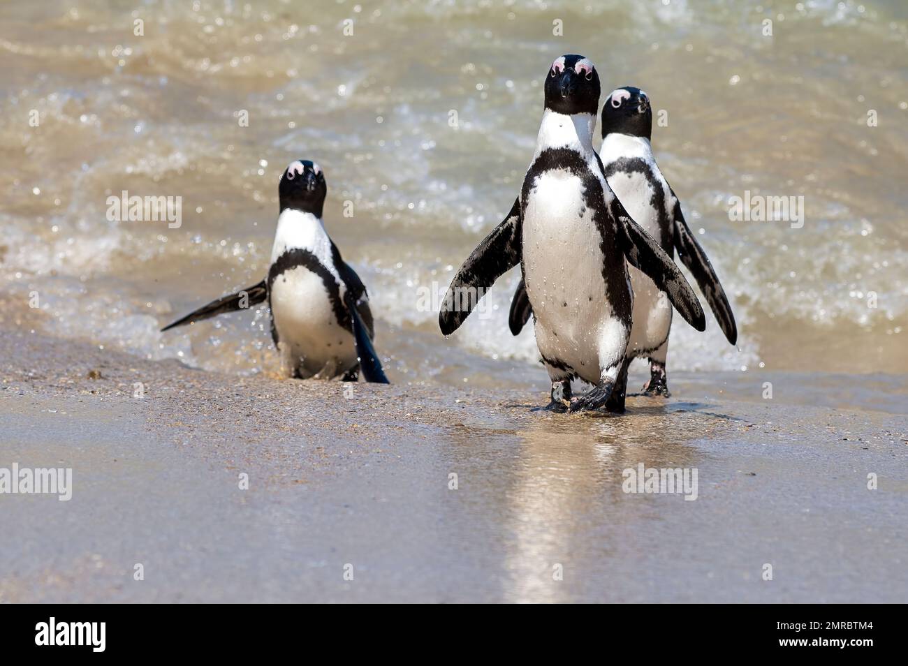 African penguins walking group boulders hi-res stock photography and ...
