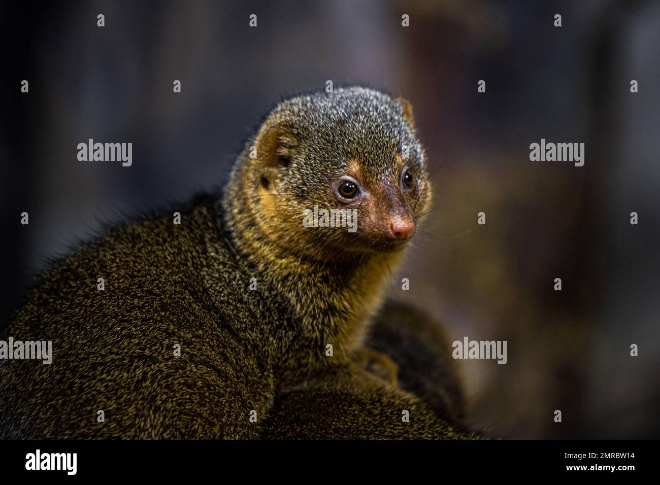 Common Dwarf Mongoose (Helogale parvula Stock Photo - Alamy