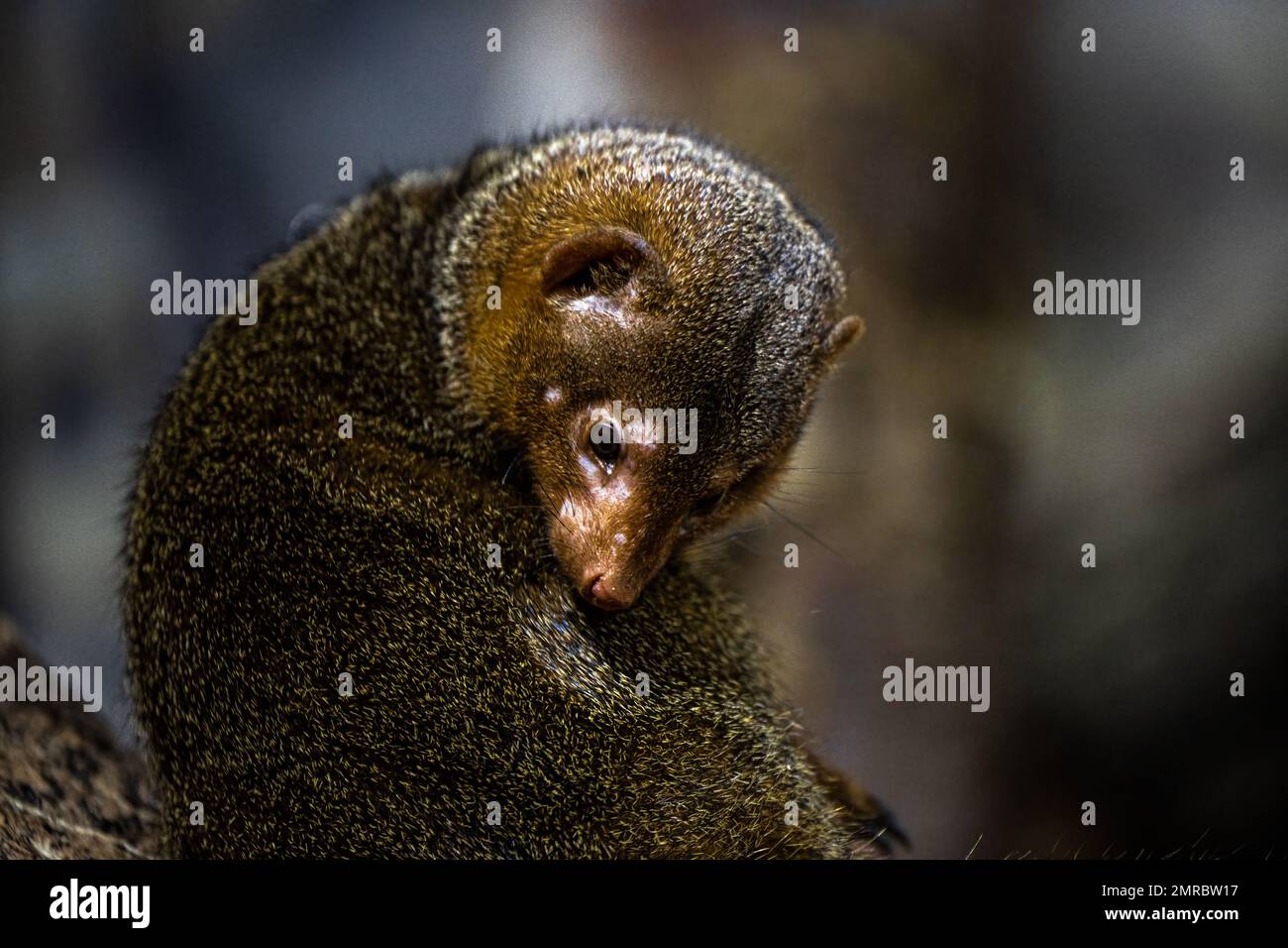 Common Dwarf Mongoose (Helogale parvula Stock Photo - Alamy